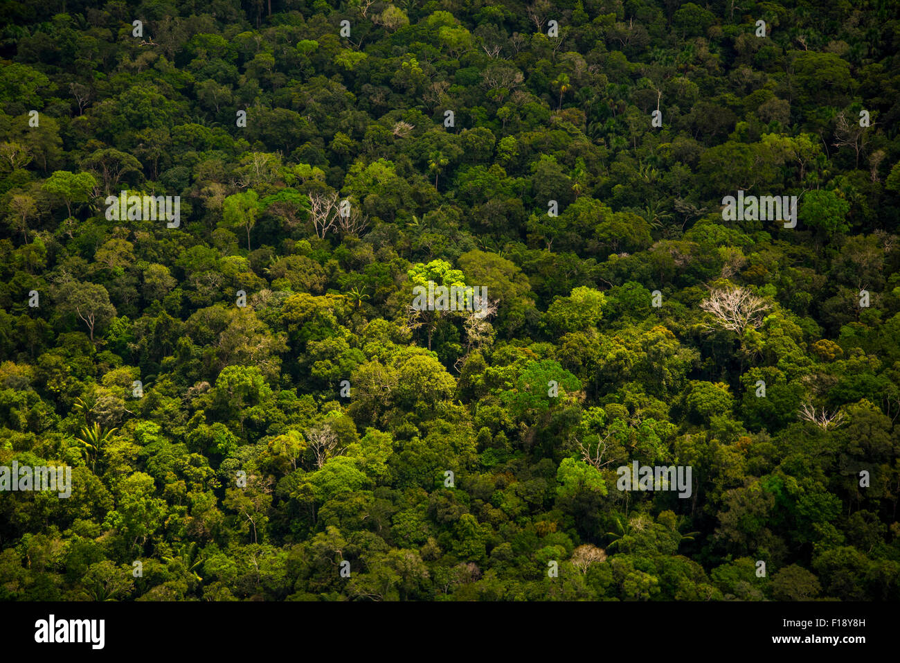 Foresta pluviale aerea amazzonica foresta primaria tra iquitos immagini ...