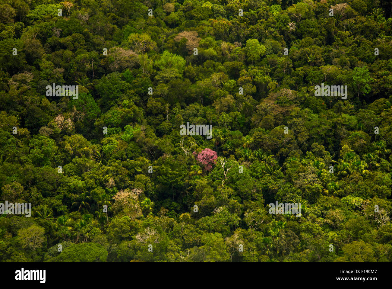 Foresta pluviale di fioritura amazon foresta pluviale aerea foresta ...