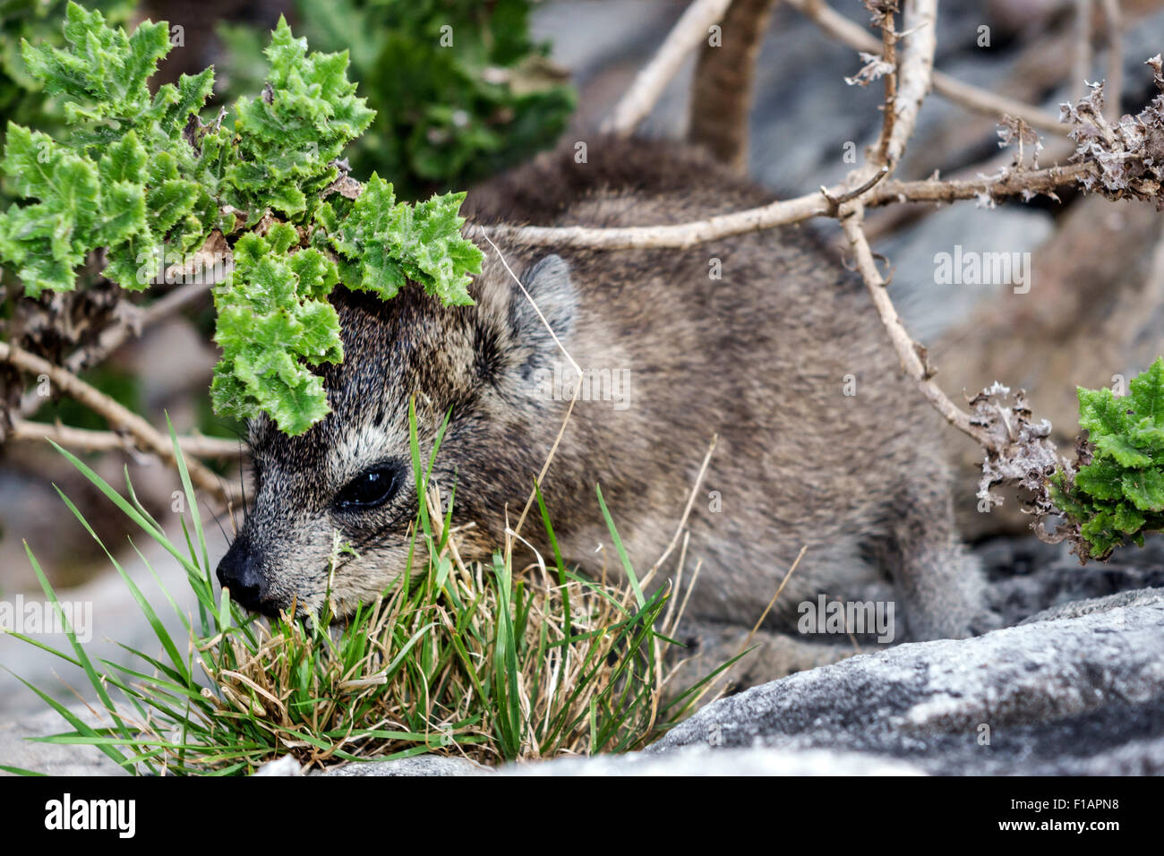 Città del Capo Sud Africa, Africa, Table Mountain National Park ...