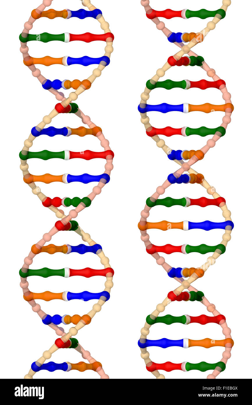 Struttura a doppia elica della molecola del dna Immagini senza sfondo e ...