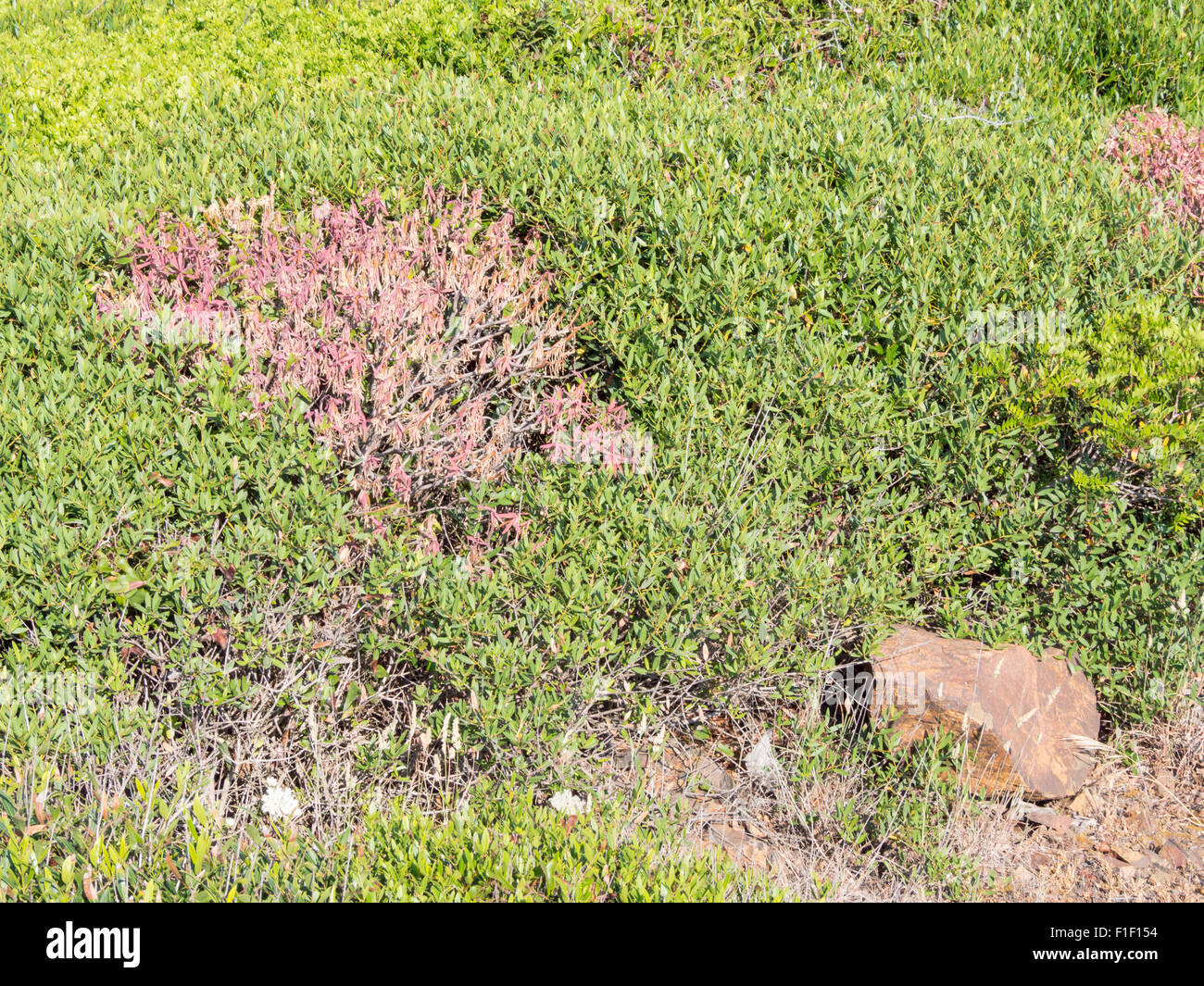 Macchia mediterranea immagini e fotografie stock ad alta risoluzione ...