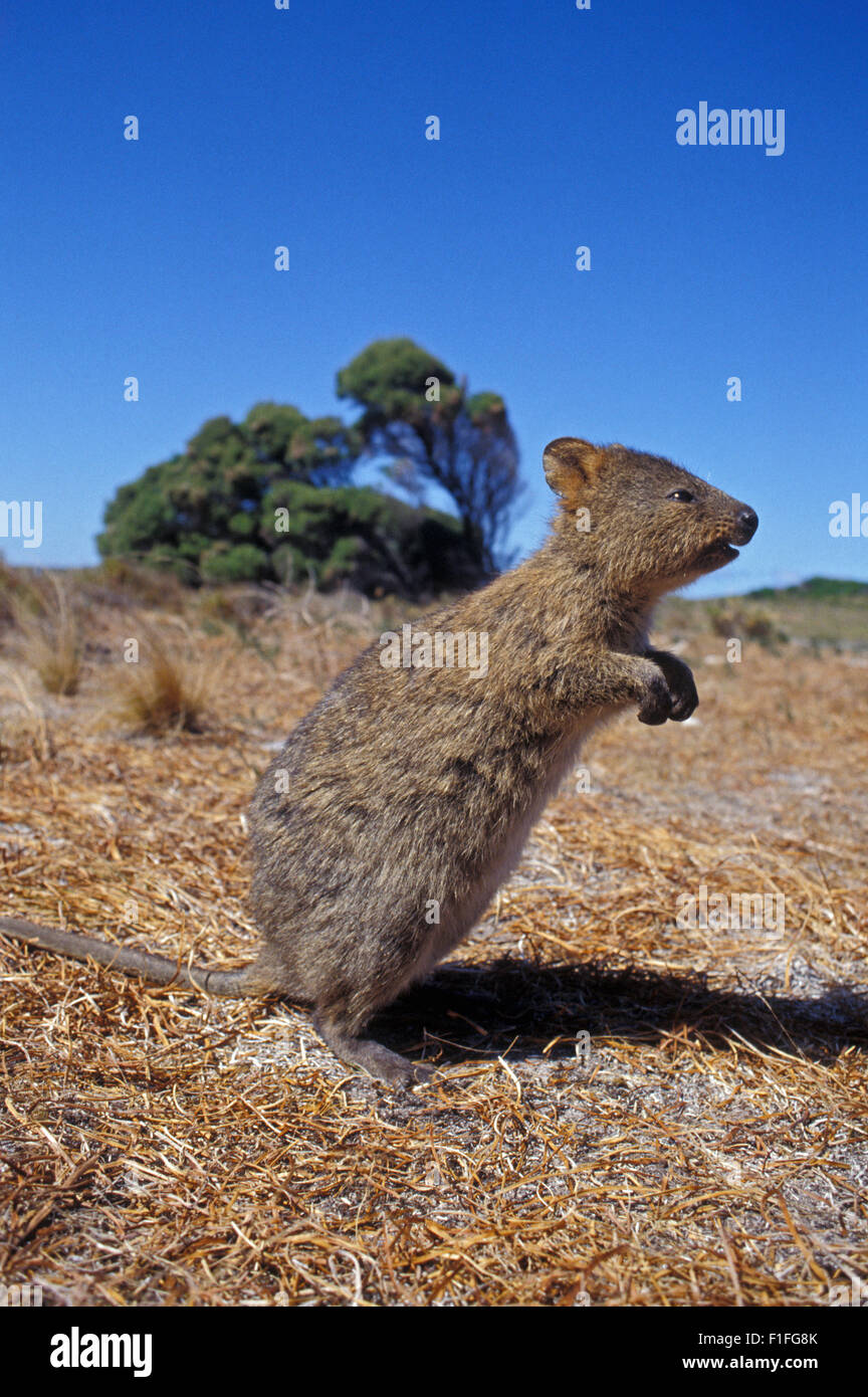 Isola di rottnest in australia immagini e fotografie stock ad alta ...