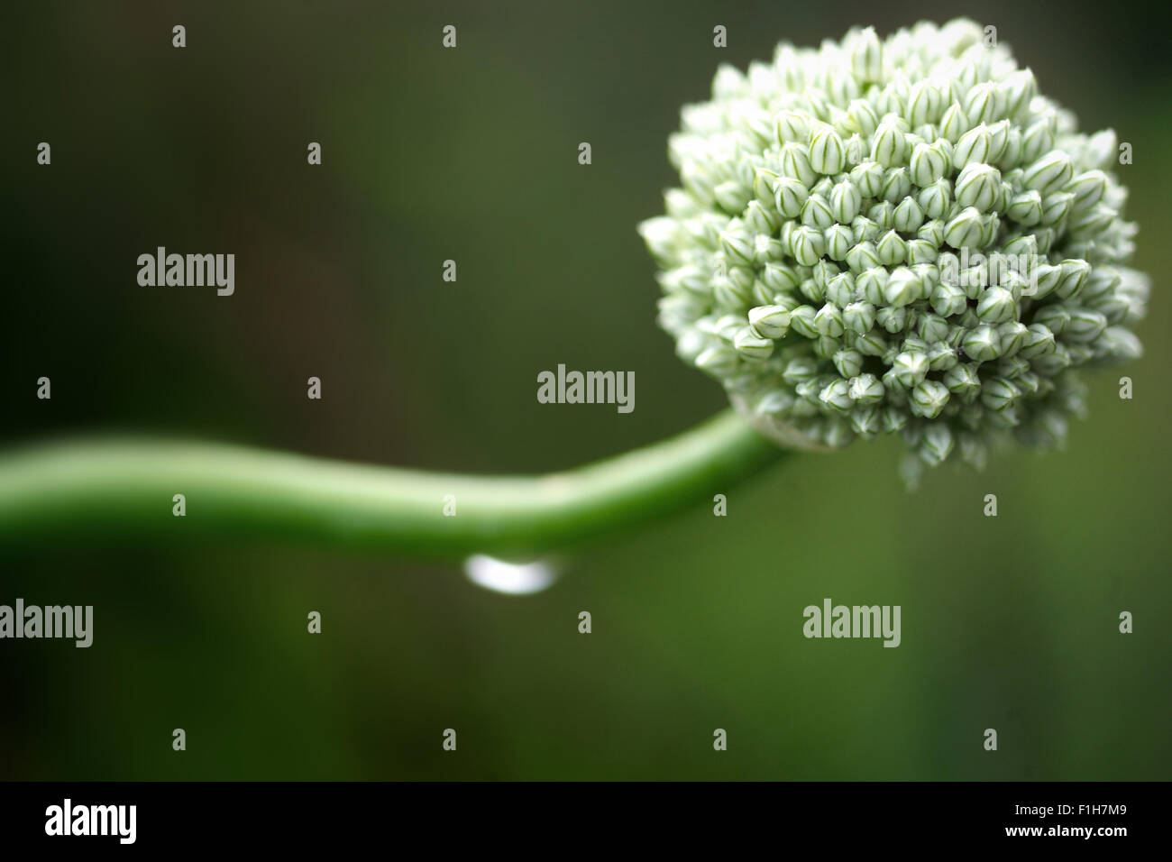 Goccia di rugiada sui fiori immagini e fotografie stock ad alta ...