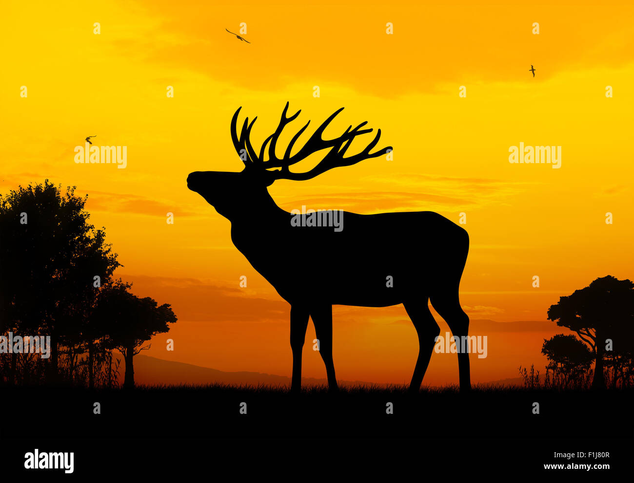 Il cervo maschio silhouette su sfondo al tramonto Foto stock - Alamy