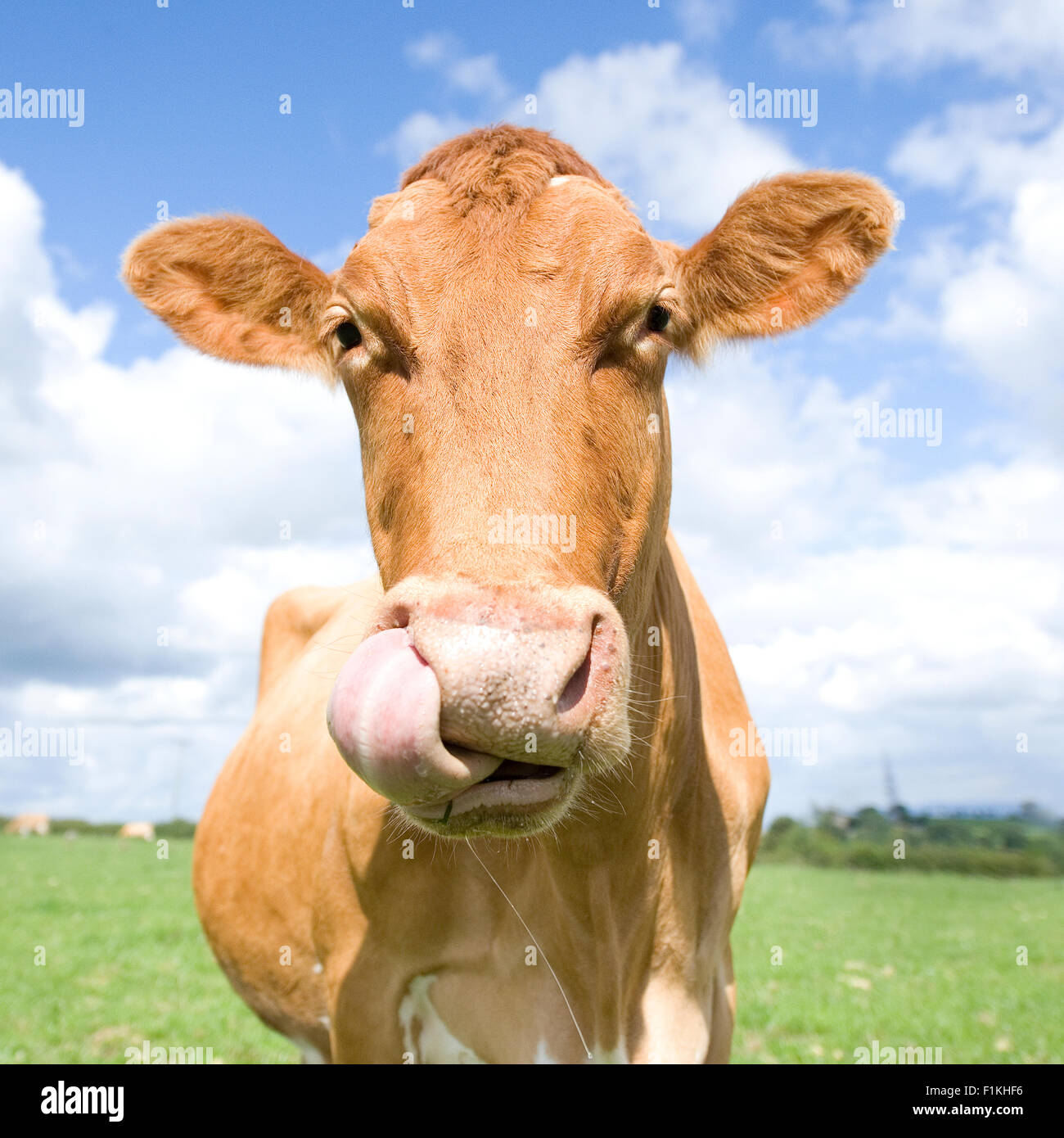 Mucca che si lecca il naso con la lingua immagini e fotografie stock ad ...