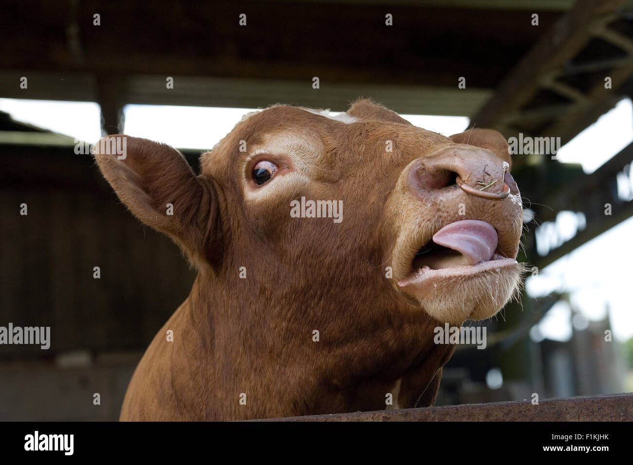 Toro da riproduzione immagini e fotografie stock ad alta risoluzione ...