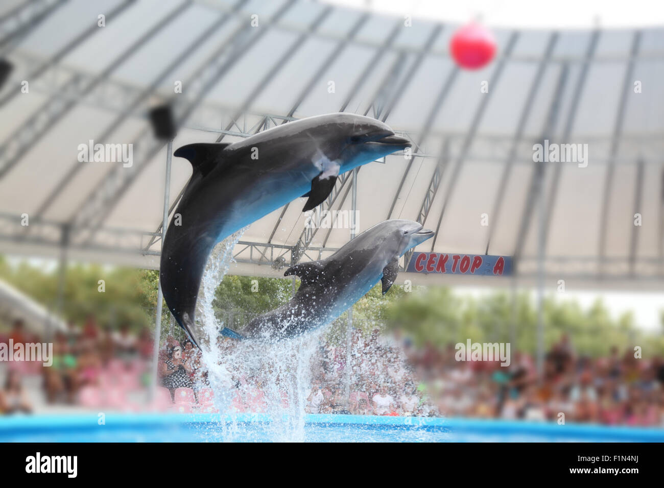 Dolphin pectoral fin immagini e fotografie stock ad alta risoluzione ...