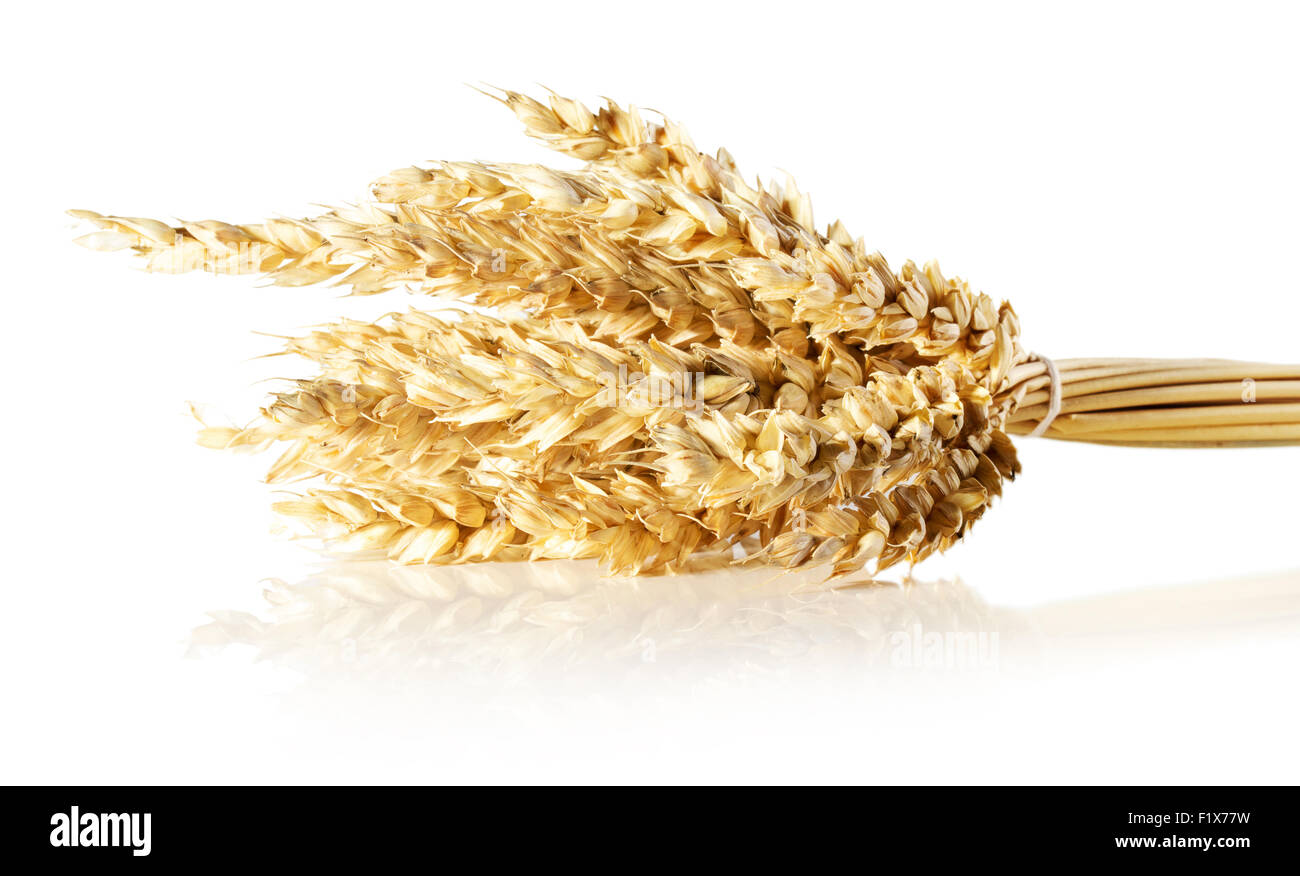 Spighe di grano isolato su sfondo bianco Foto stock - Alamy