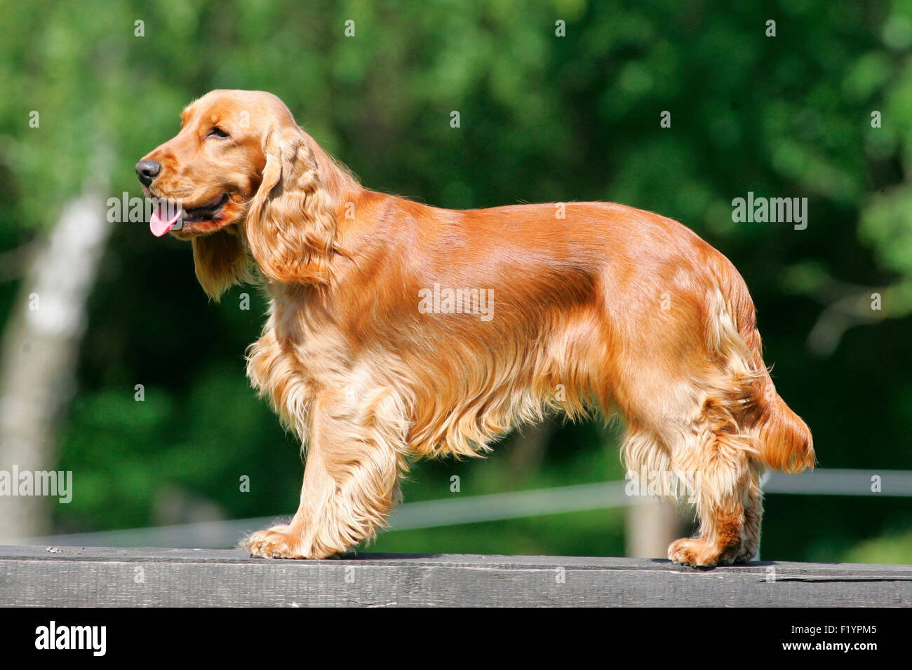 Cocker spaniel inglese immagini e fotografie stock ad alta risoluzione ...