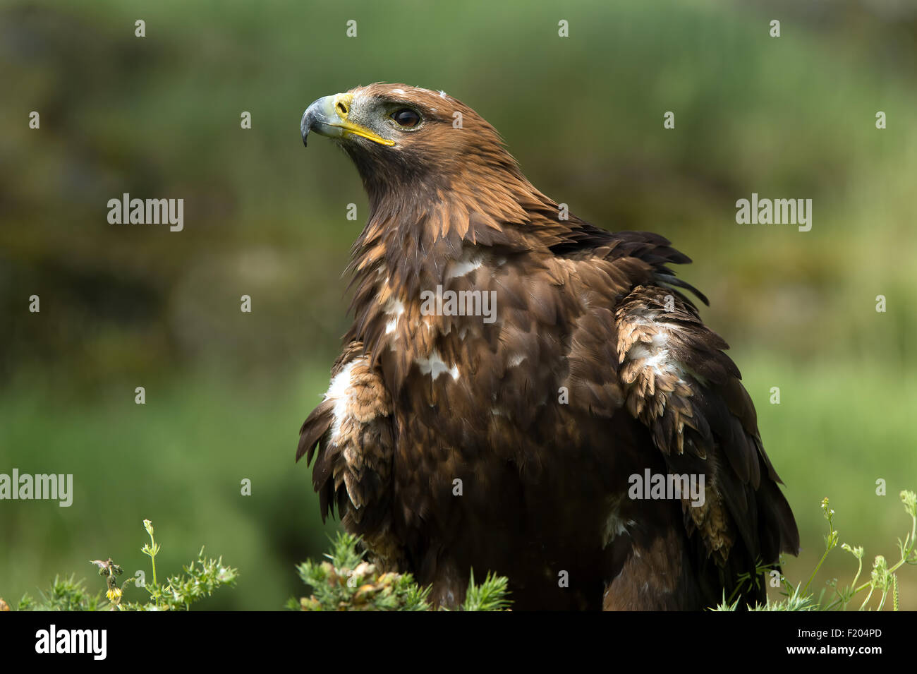 Fauna selvatica aquila reale immagini e fotografie stock ad alta ...