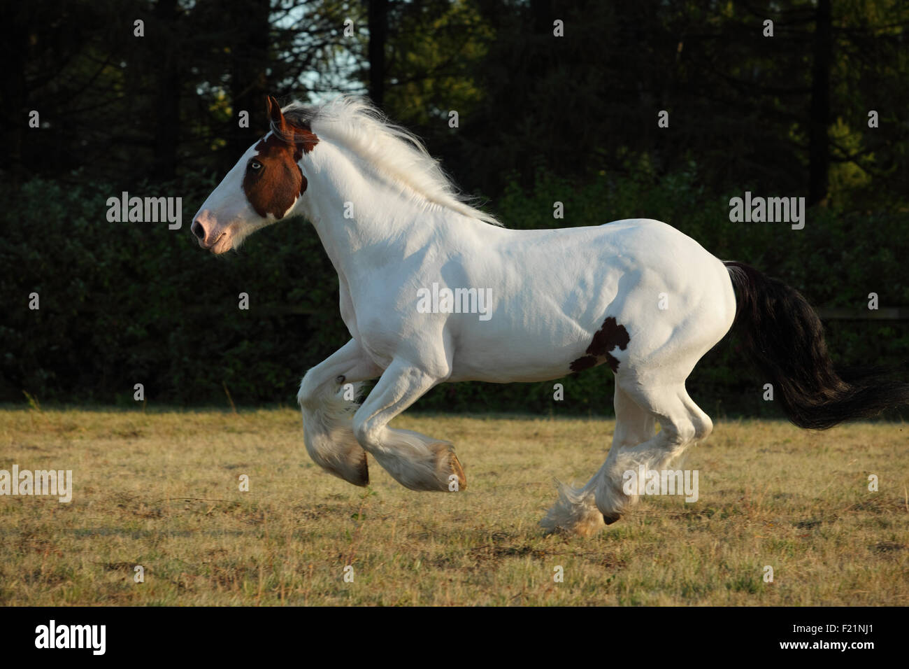 Stallone da cavallo immagini e fotografie stock ad alta risoluzione - Alamy