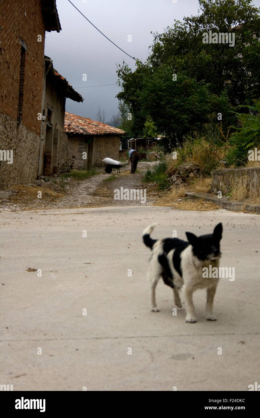 Cane nella foto immagini e fotografie stock ad alta risoluzione - Alamy