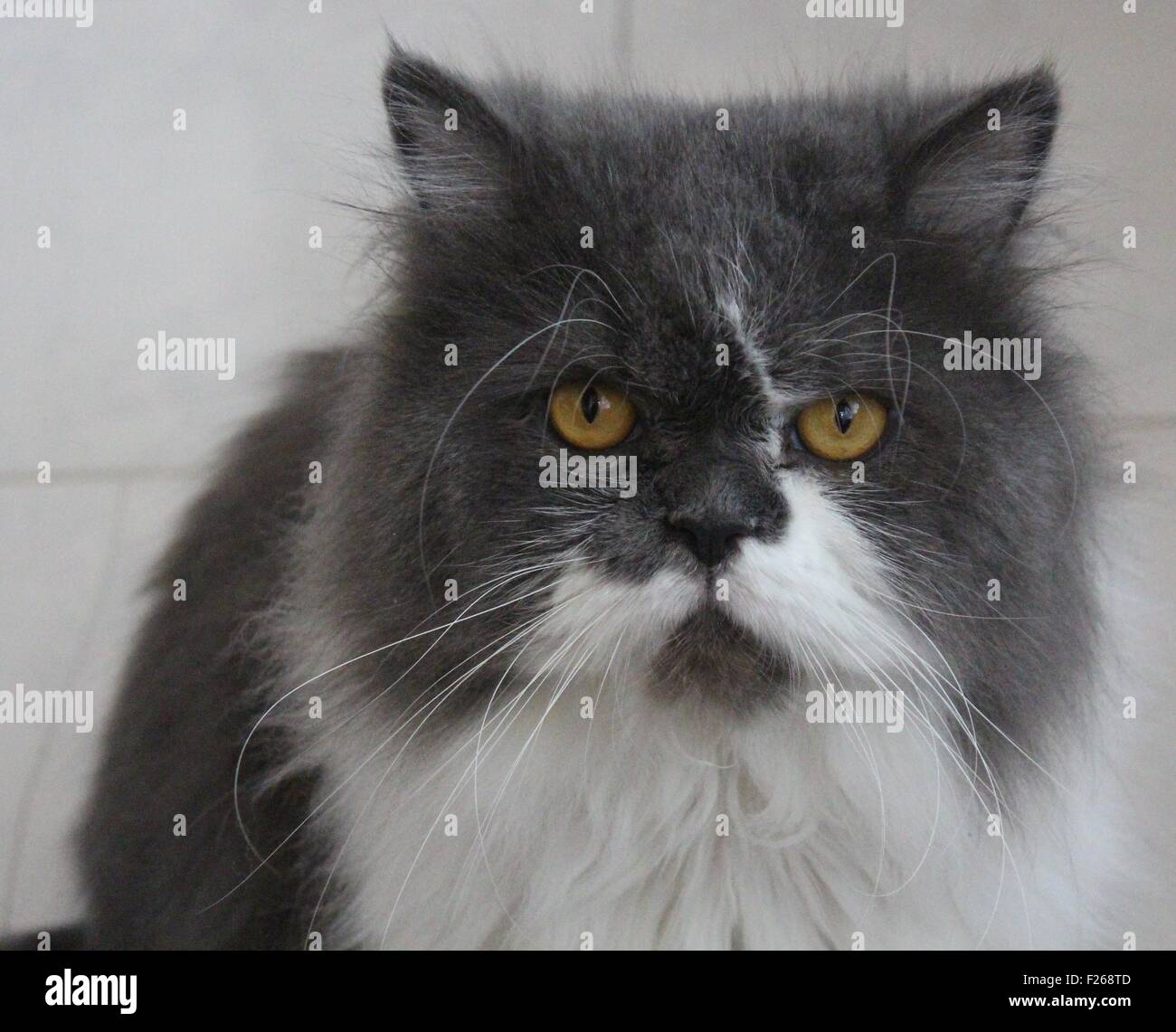 Gatto persiano bianco immagini e fotografie stock ad alta risoluzione ...