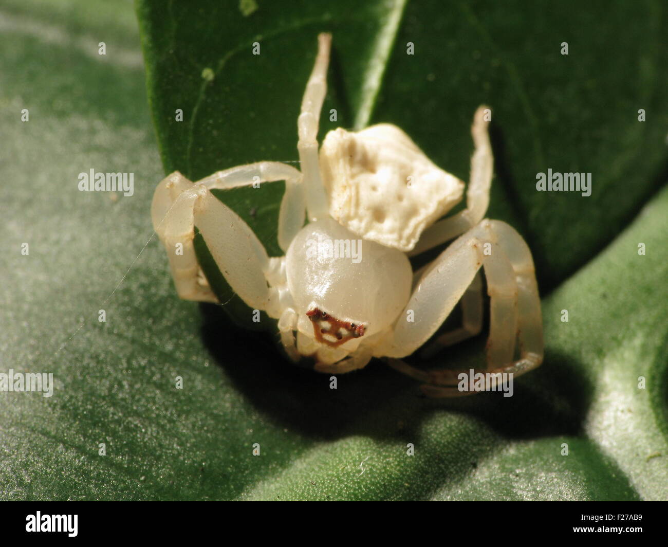 Sfondo bianco granchio ragno immagini e fotografie stock ad alta ...