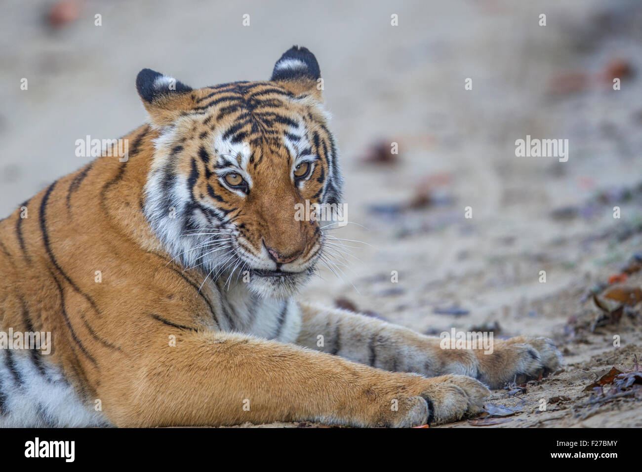 Faccia di tigre che ruggisce immagini e fotografie stock ad alta ...