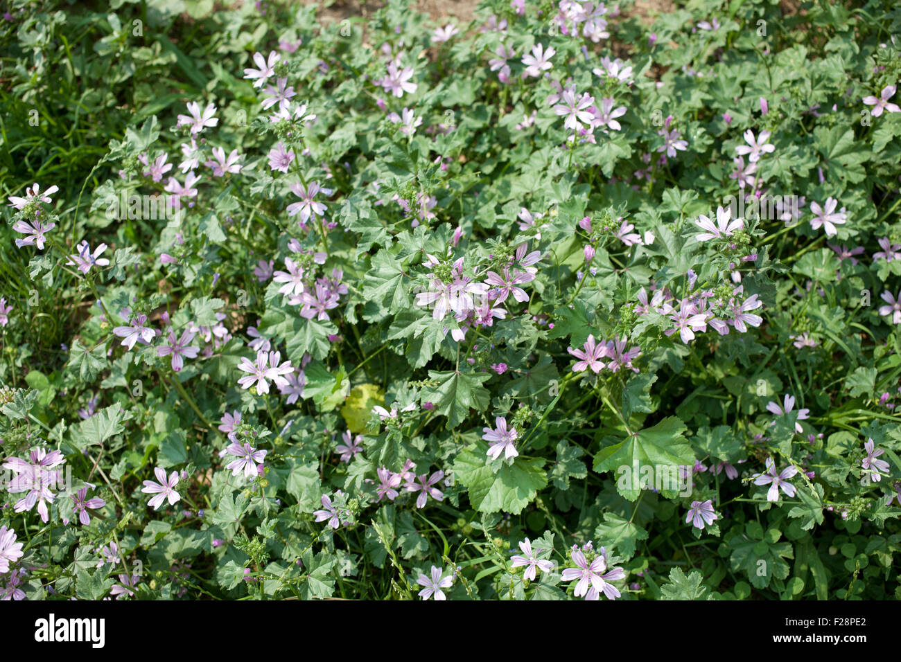 Pianta di malva immagini e fotografie stock ad alta risoluzione - Alamy