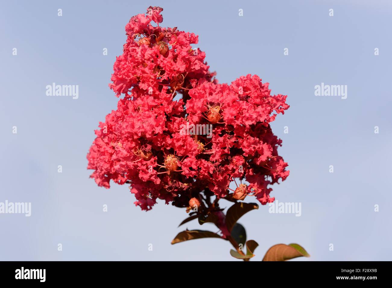 Lagerstroemia lagerstroemia indica immagini e fotografie stock ad alta ...