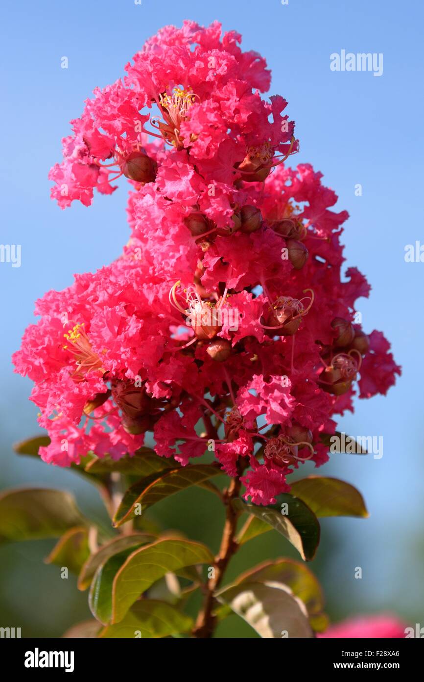 Lagerstroemia lagerstroemia indica immagini e fotografie stock ad alta ...