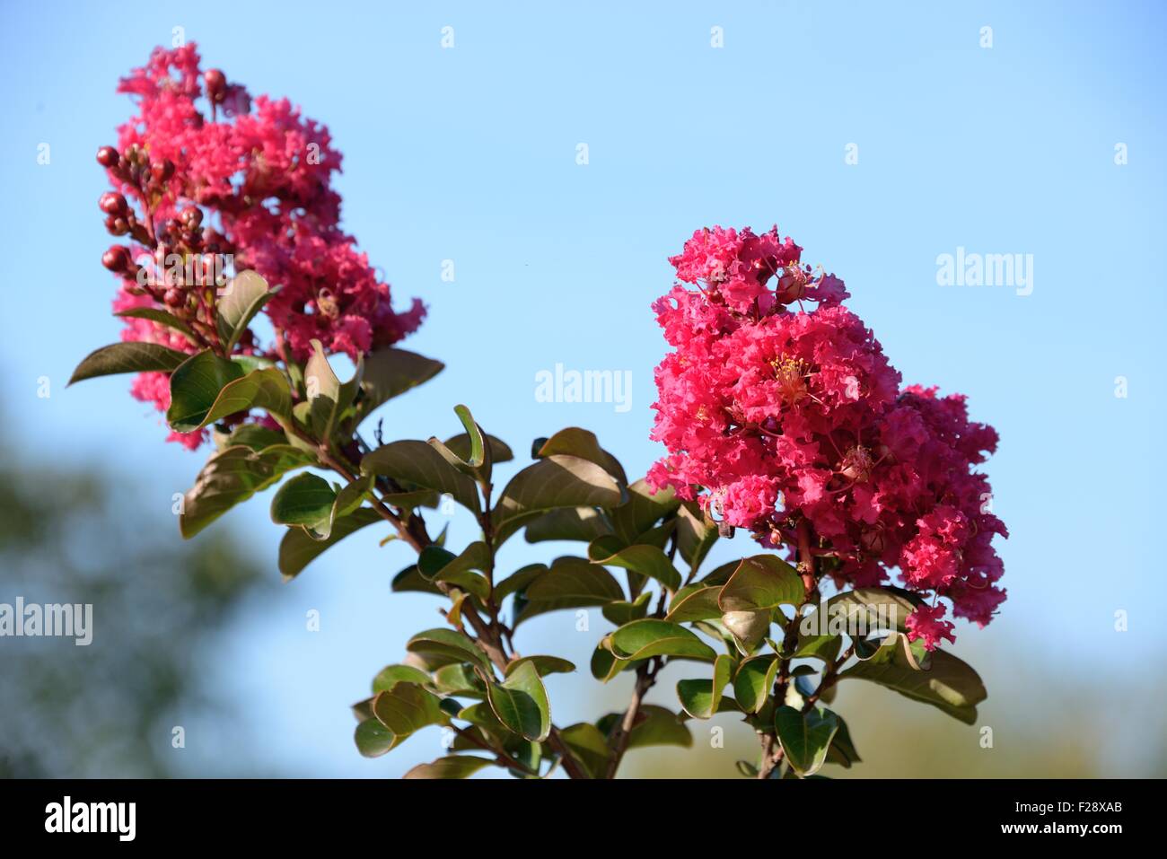 Lagerstroemia lagerstroemia indica immagini e fotografie stock ad alta ...
