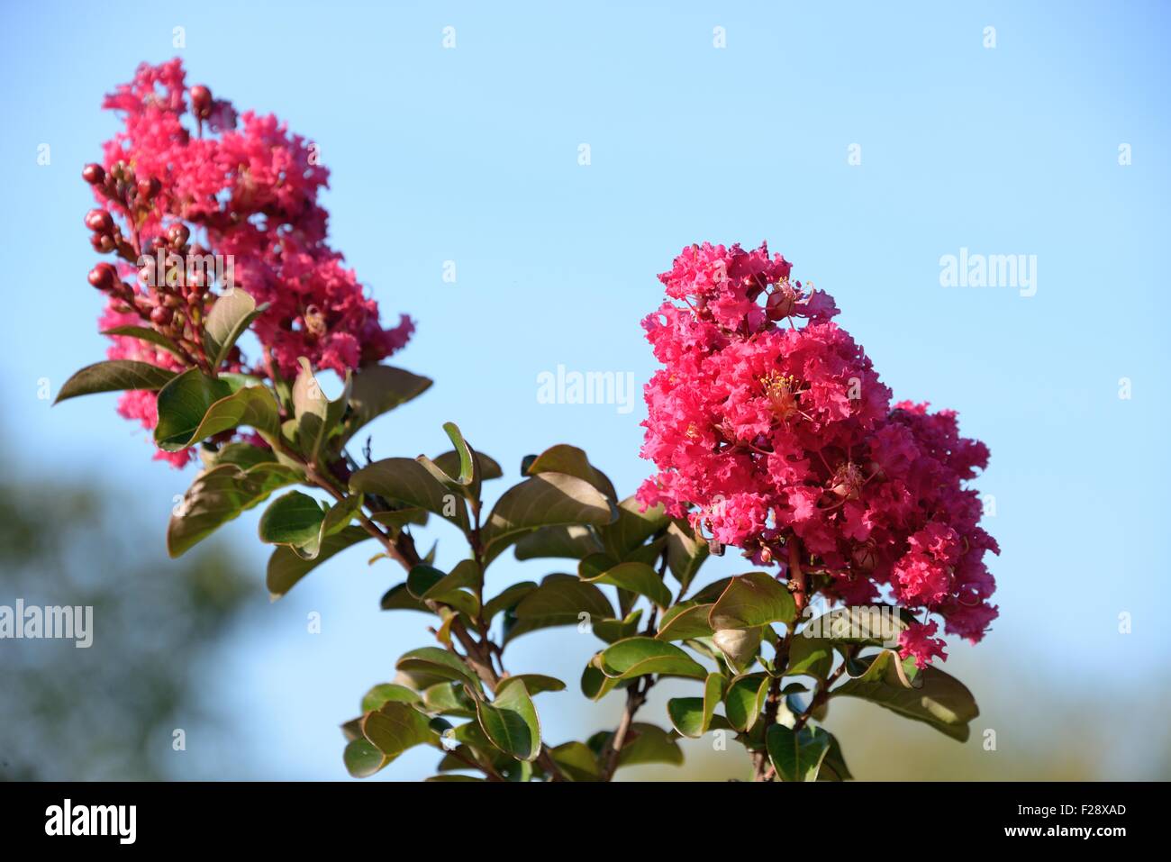 Lagerstroemia lagerstroemia indica immagini e fotografie stock ad alta ...