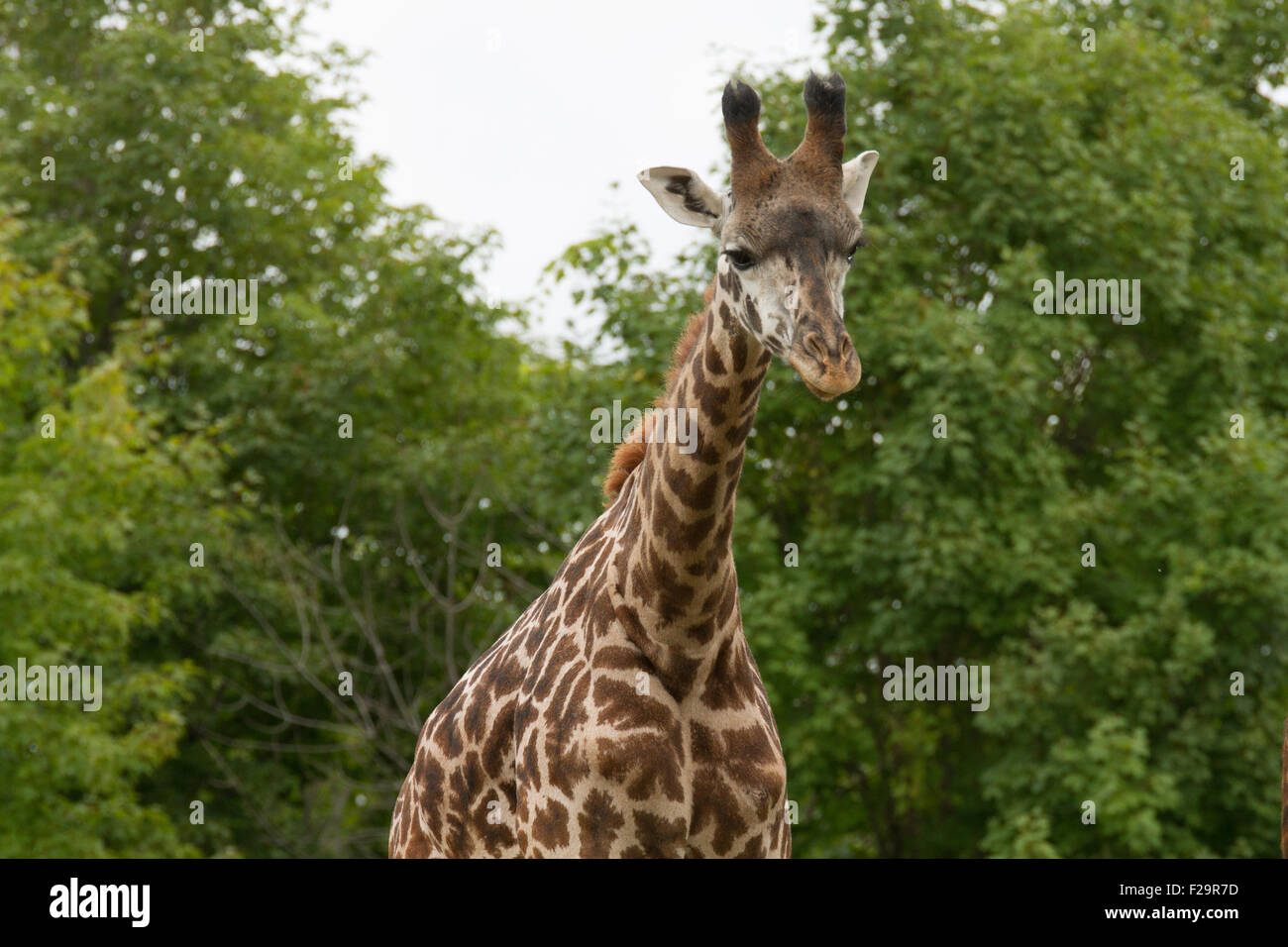 Giraffe head and neck immagini e fotografie stock ad alta risoluzione ...