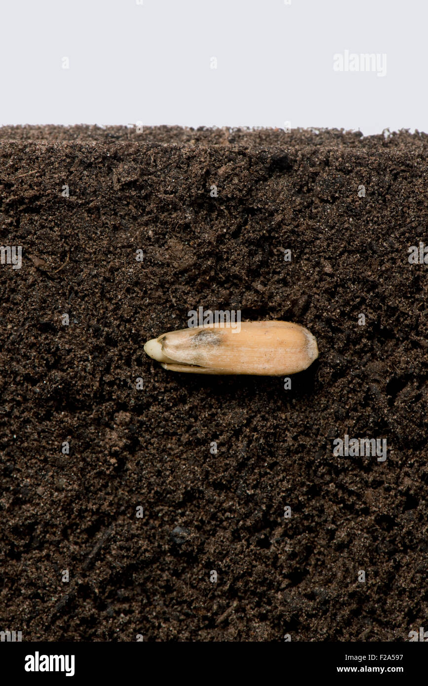 Seme nel terreno immagini e fotografie stock ad alta risoluzione - Alamy