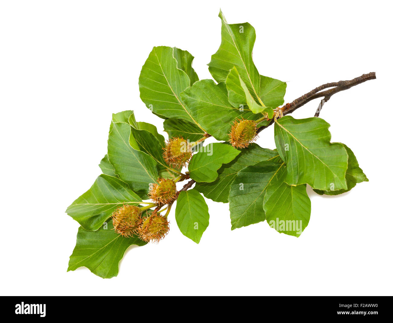 Frutto di faggio immagini e fotografie stock ad alta risoluzione - Alamy