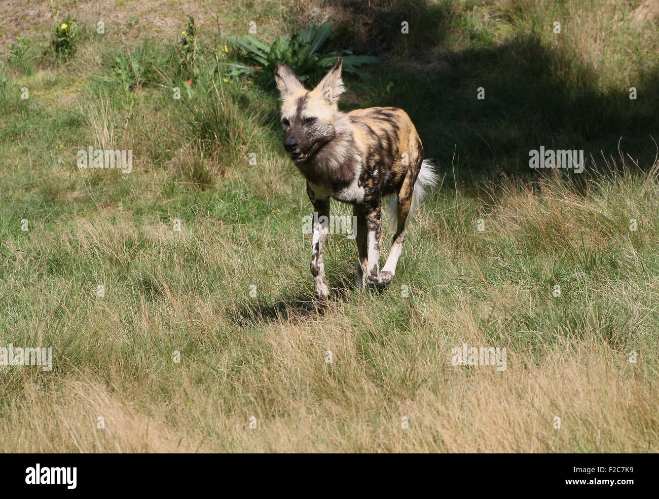 Lycaon pictus di cane selvatico immagini e fotografie stock ad alta ...