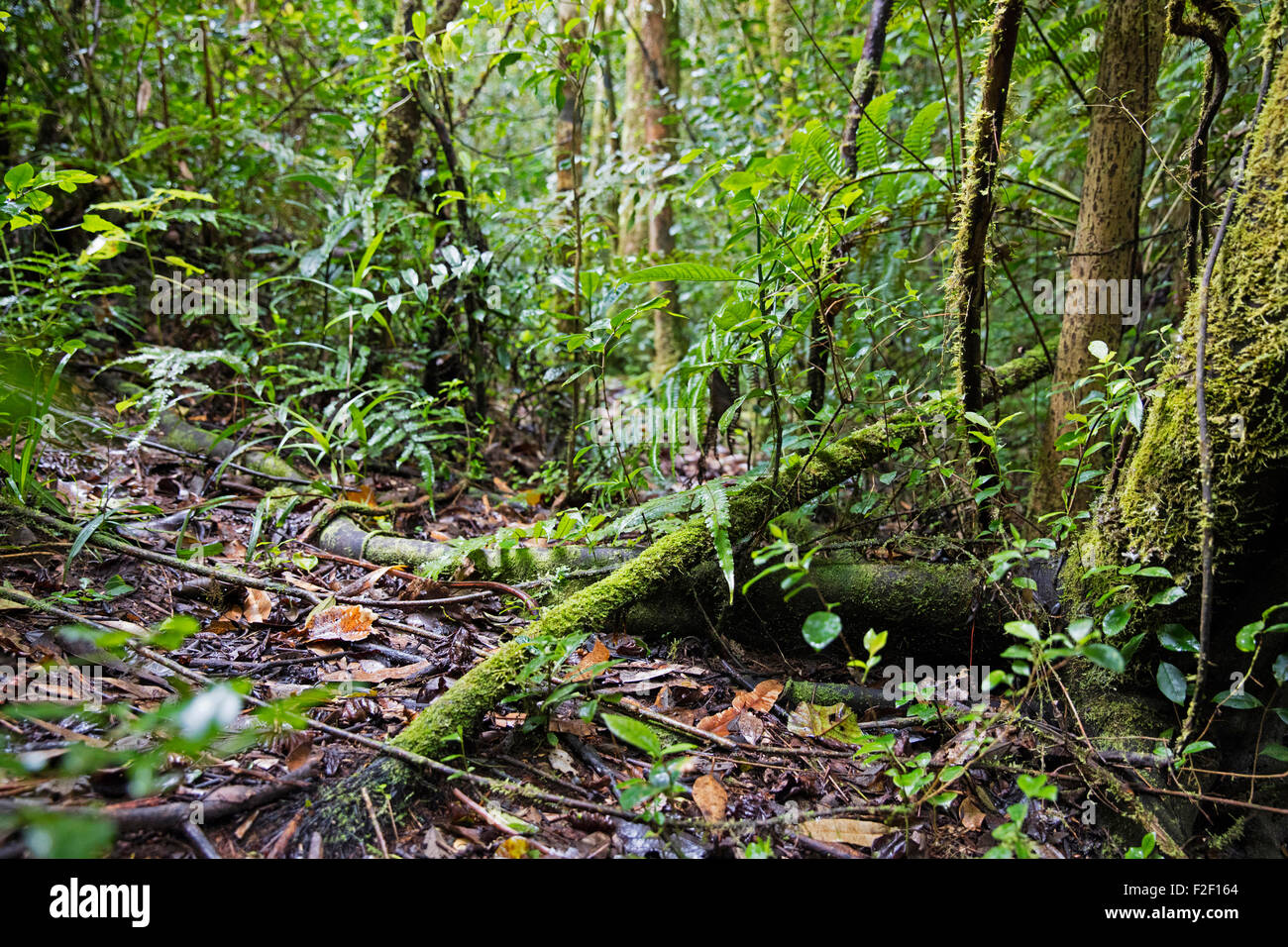 Tropical rainforest africa immagini e fotografie stock ad alta ...