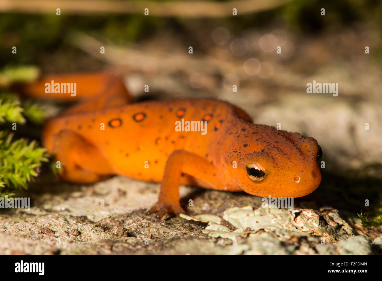 Red eft newt immagini e fotografie stock ad alta risoluzione - Alamy