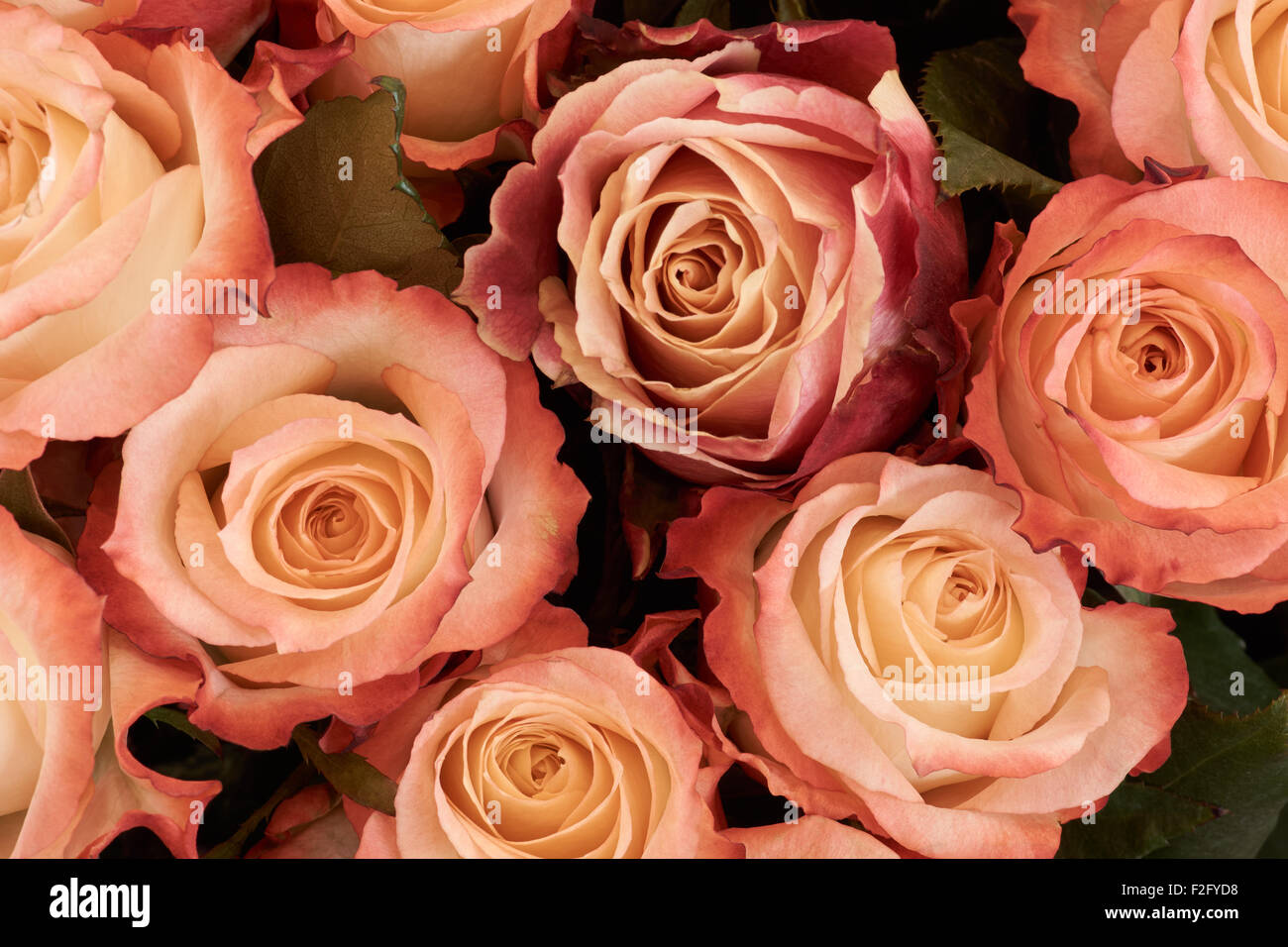 Rose di pesca immagini e fotografie stock ad alta risoluzione - Alamy