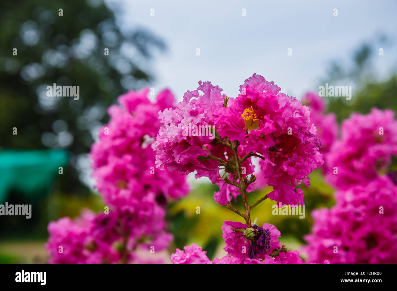 Lagerstroemia indica l immagini e fotografie stock ad alta risoluzione ...