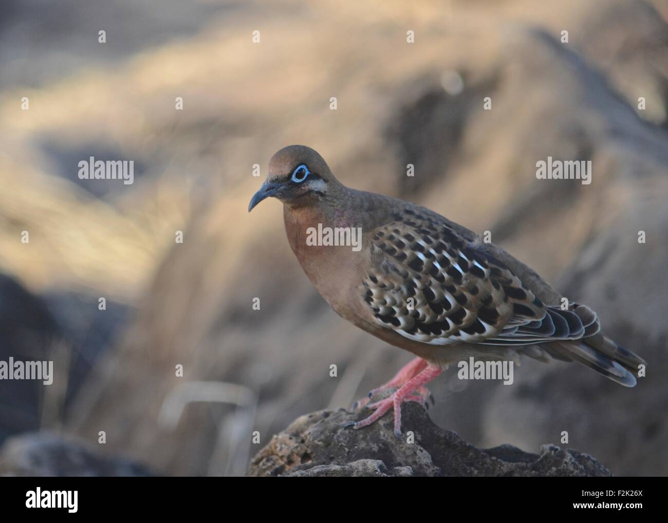 Le Galapagos colomba (Zenaida galapagoensis) è una specie di uccello ...