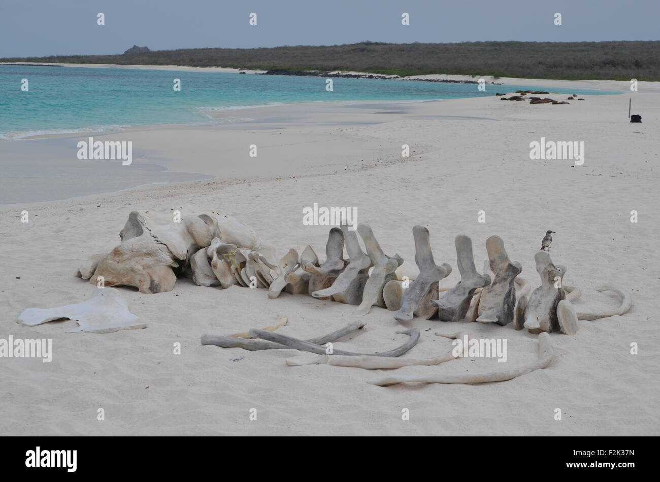 Lo scheletro di una balena sulla spiaggia di Baia Gardner, Isla ...