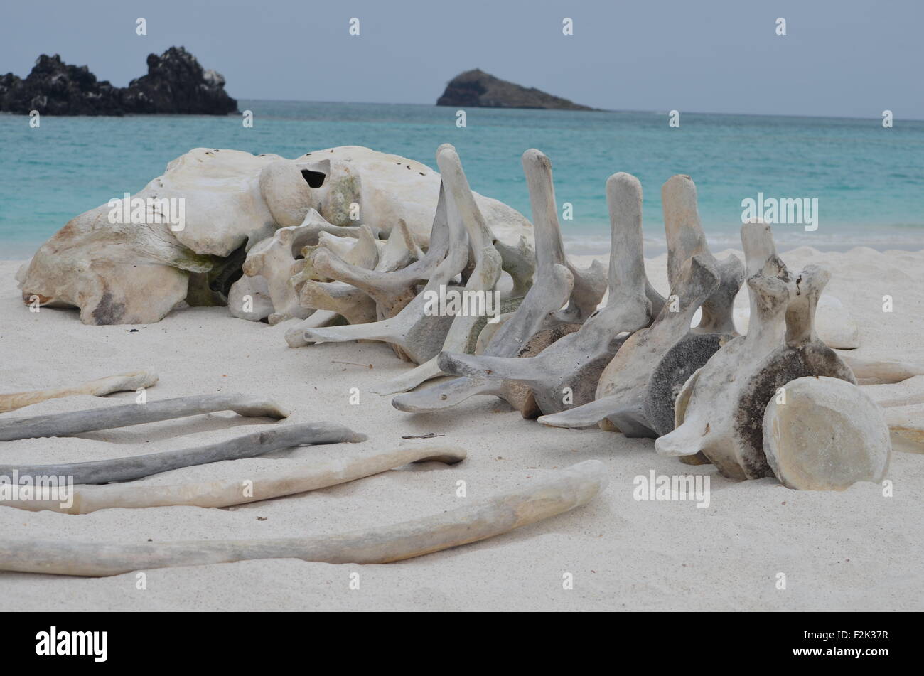 Lo scheletro di una balena sulla spiaggia di Baia Gardner, Isla ...
