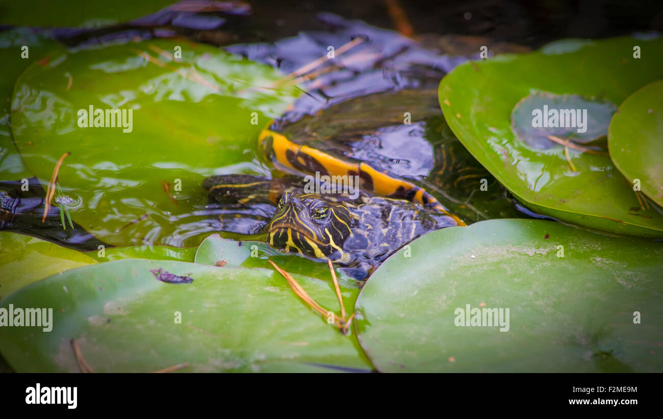 Trachemys scripta scripta immagini e fotografie stock ad alta ...
