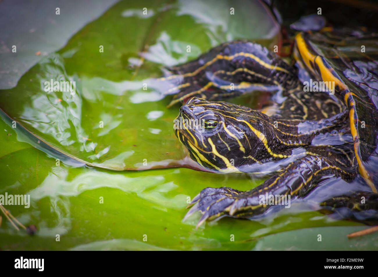 Trachemys scripta scripta immagini e fotografie stock ad alta ...