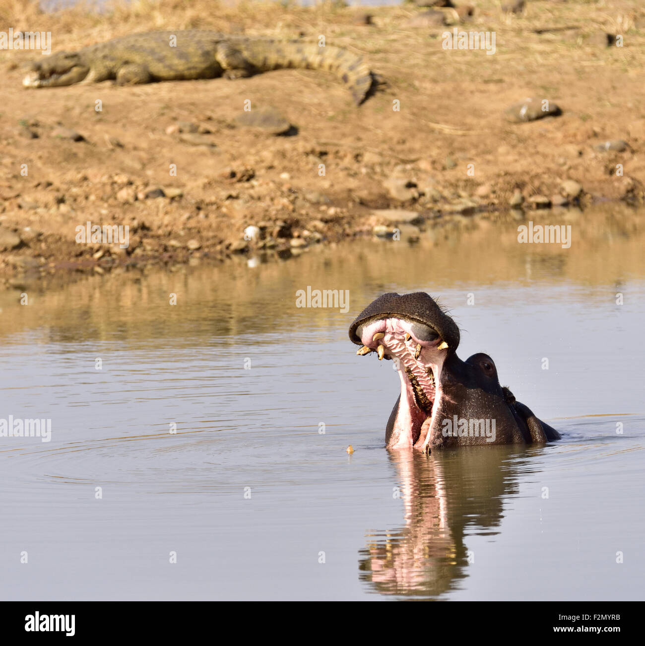 Sbadiglio del coccodrillo immagini e fotografie stock ad alta ...