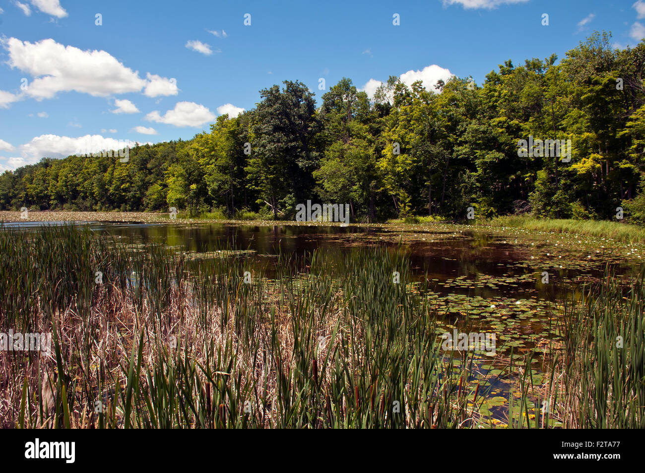 Acqua di palude immagini e fotografie stock ad alta risoluzione - Alamy