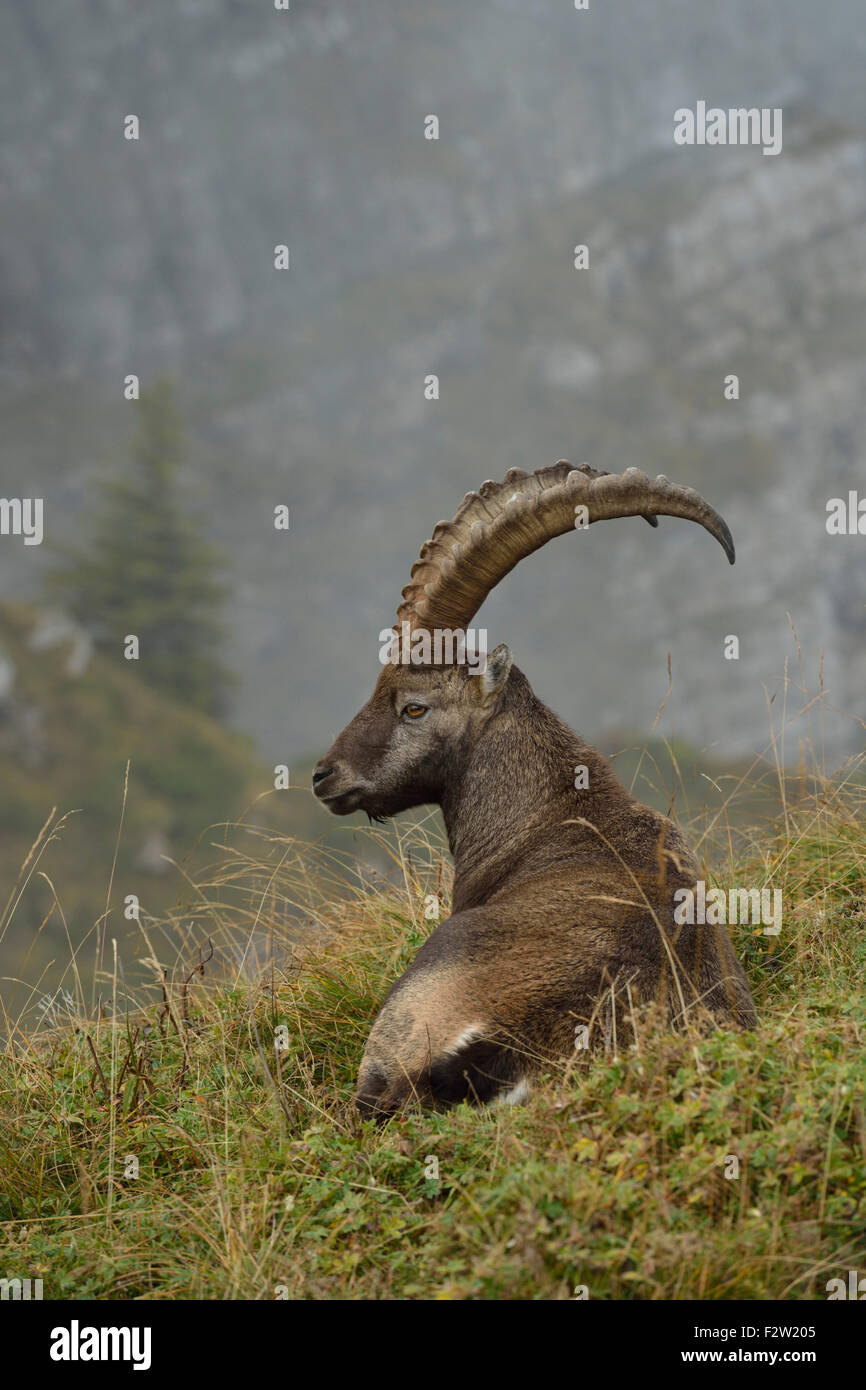 Specie di capra di grandi dimensioni immagini e fotografie stock ad ...