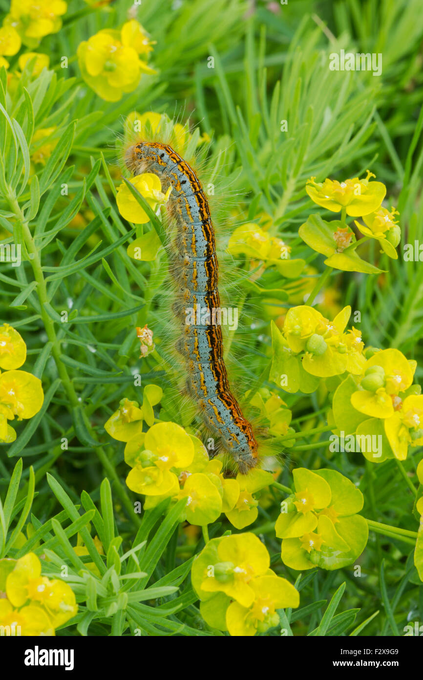 Moth caterpillar immagini e fotografie stock ad alta risoluzione - Alamy