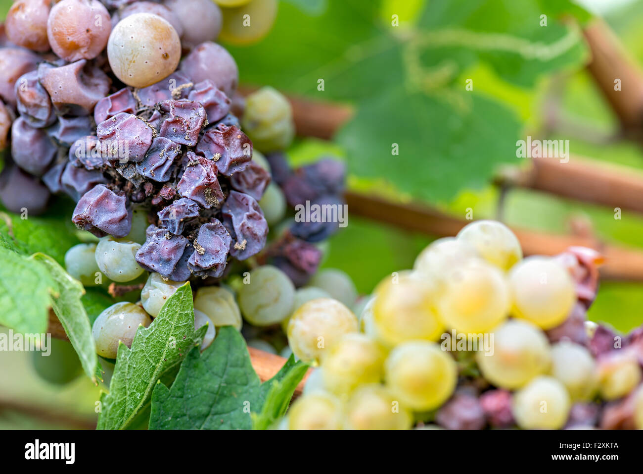 Marciume Nobile Di Uva Da Vino Immagini e Fotos Stock - Alamy
