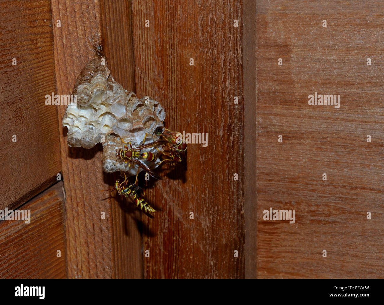 Pupe delle api immagini e fotografie stock ad alta risoluzione - Alamy