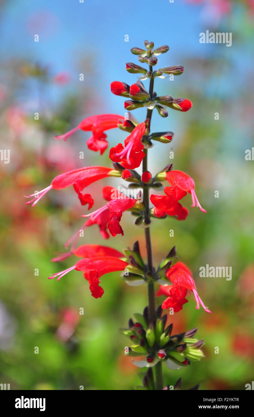 Salvia coccinea immagini e fotografie stock ad alta risoluzione - Alamy
