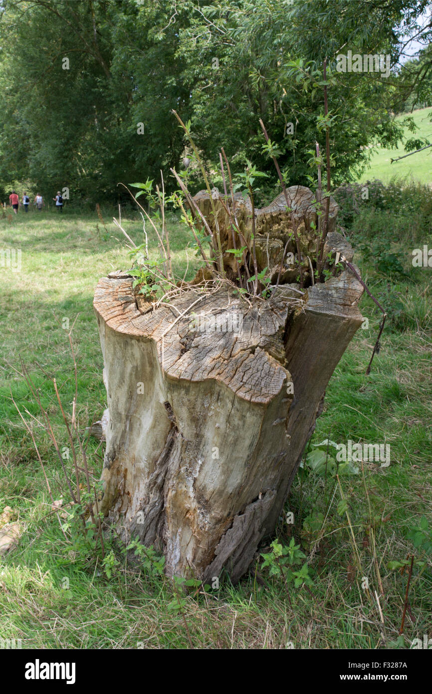 Ceppo d'albero senza corteccia immagini e fotografie stock ad alta ...