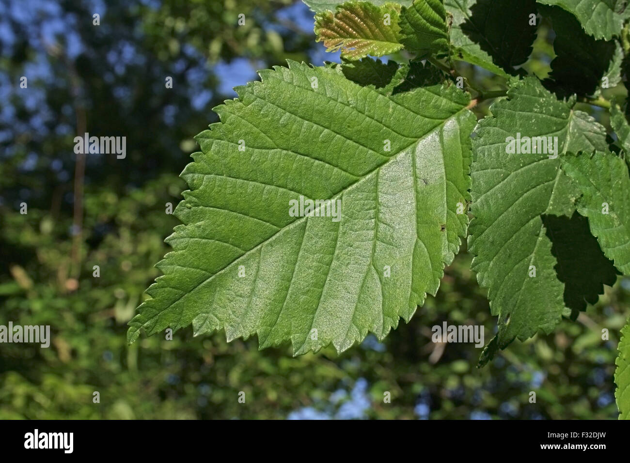 Inglese olmo (Ulmus procera) close-up di foglia, crescente nella siepe ...