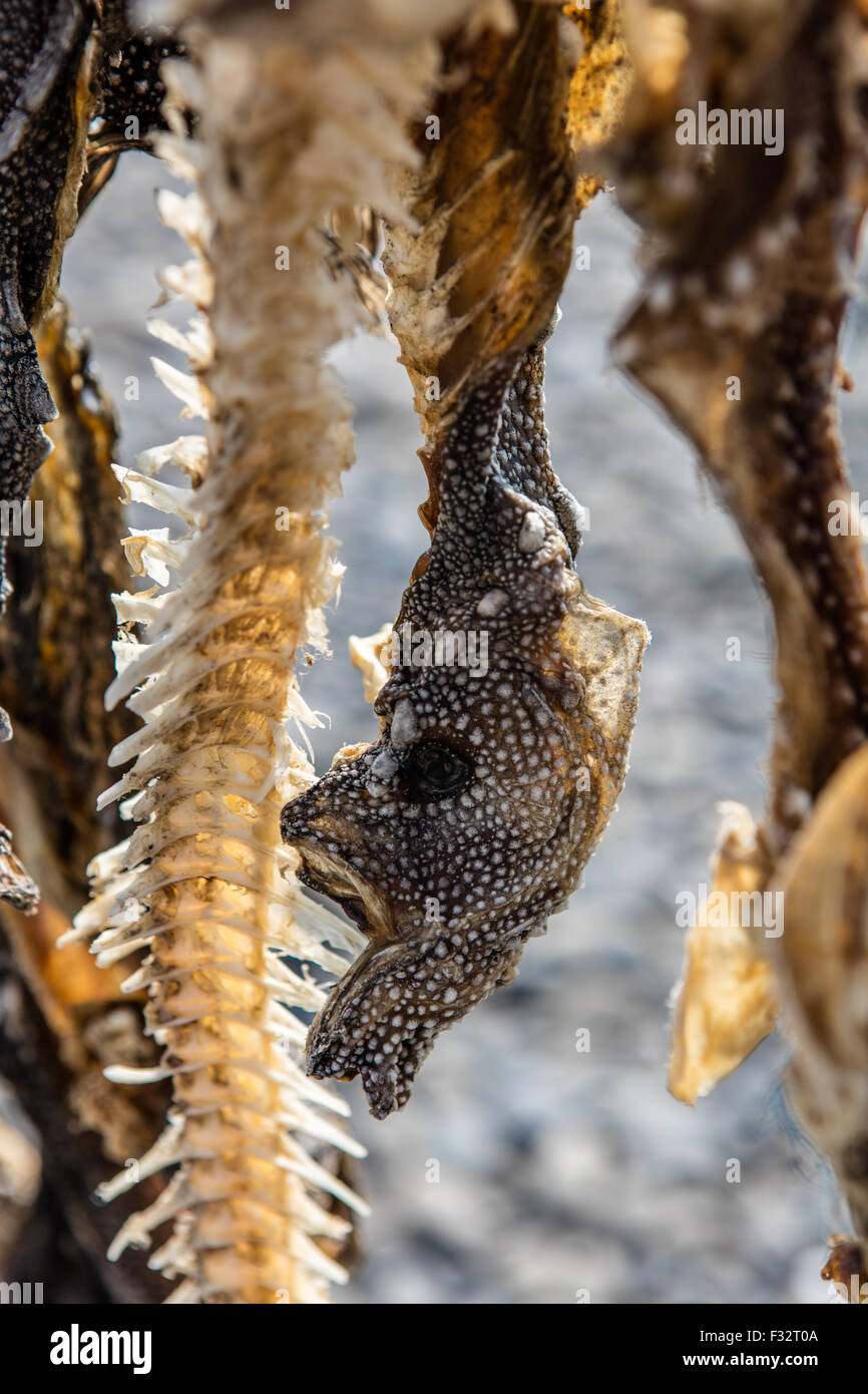 Pesce essiccatore islandese immagini e fotografie stock ad alta ...
