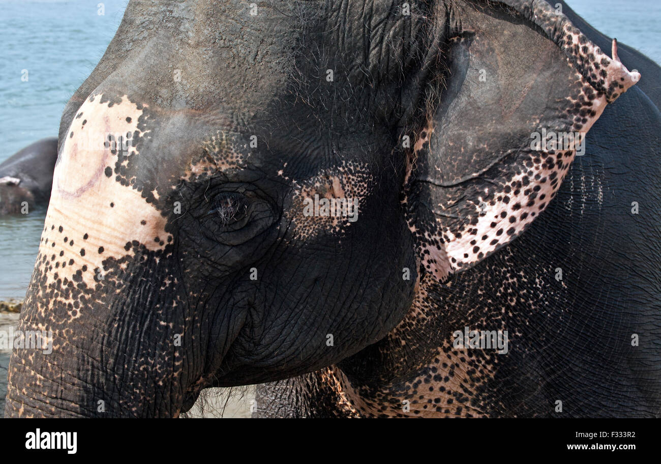 Orecchio grosso immagini e fotografie stock ad alta risoluzione - Alamy