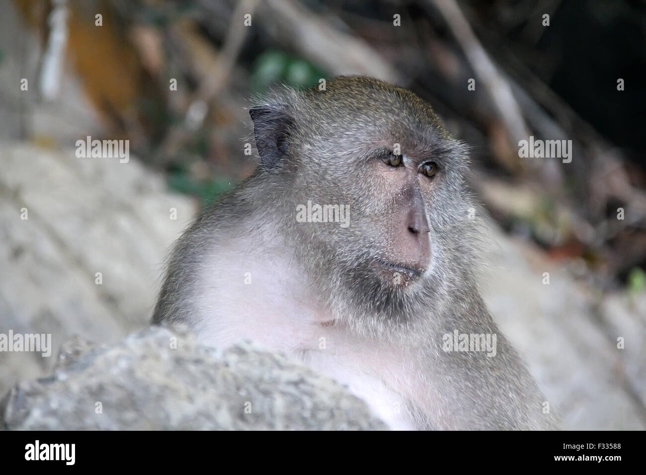 Mammifero scimmia animale scimmia immagini e fotografie stock ad alta ...
