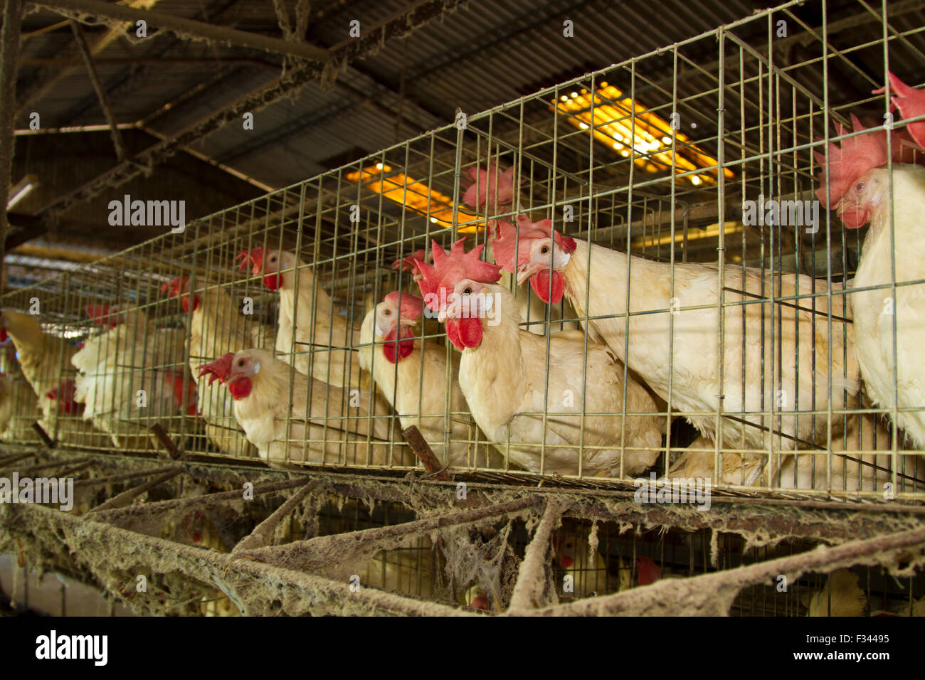 Sezioni di ala immagini e fotografie stock ad alta risoluzione - Alamy